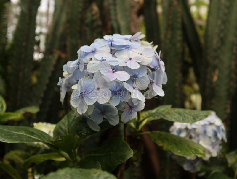 Be Like a Flower, Just Looking at it Makes People Who Look Happy Stock ...