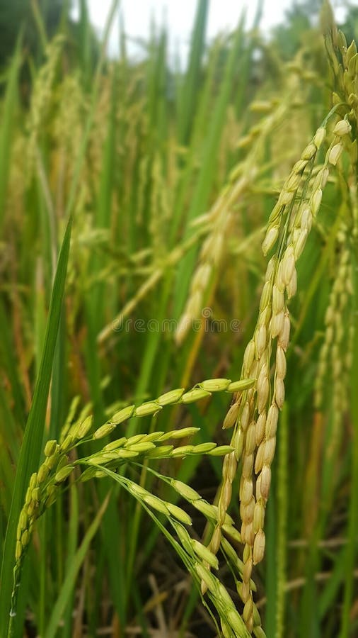 Be Like the Rice Stalk, As it is Laden with Ripening Grains, it Bows ...
