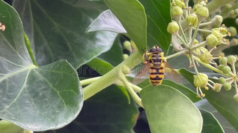 Bee in the Entrance of the Park Stock Footage - Video of beatrix, bees ...