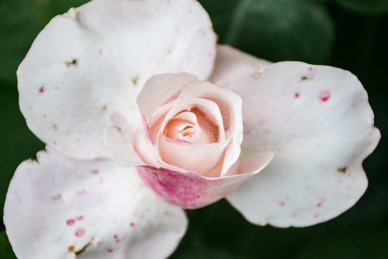 Be My Valentine stock photo. Image of white, roses, valentine - 241057210