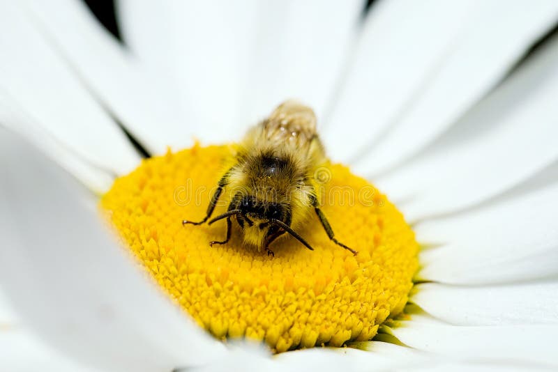 Be pollinating a flower stock photo. Image of cycle, insect - 20594332