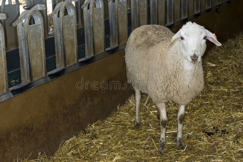Sheep Picture. Image: 713092