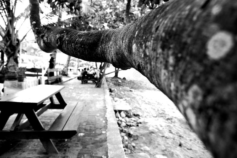 Be side tree stock image. Image of road, winter, black - 241326363