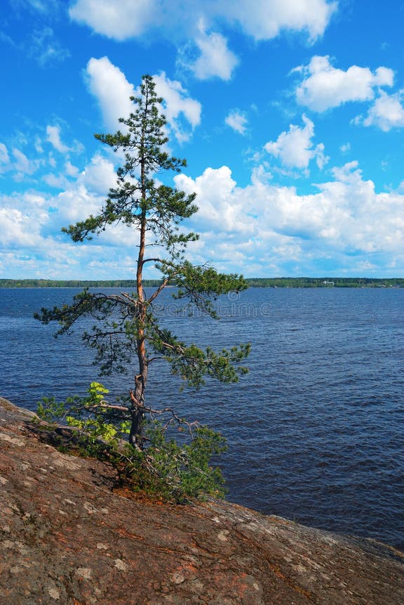 Be single pine-tree. stock image. Image of glade, desolate - 9612315