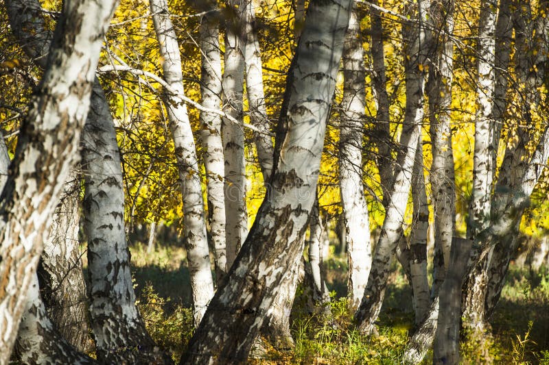 Be Smiling Tree Spirits , Xinjiang Stock Image - Image of xinjiang ...