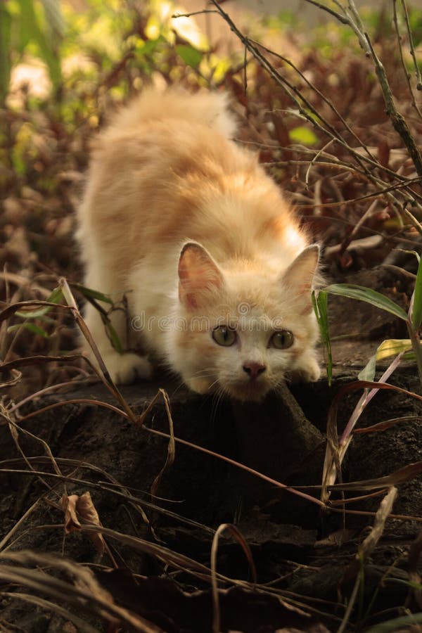 Tiny Cat Hunting an Insects Stock Image - Image of hunter, steady ...