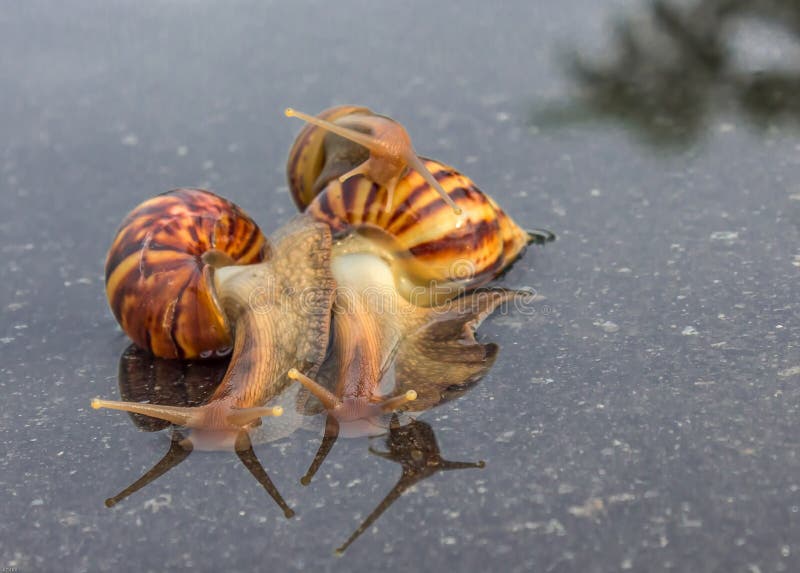 Be Together of Snail with Water Reflection. Stock Image - Image of ...