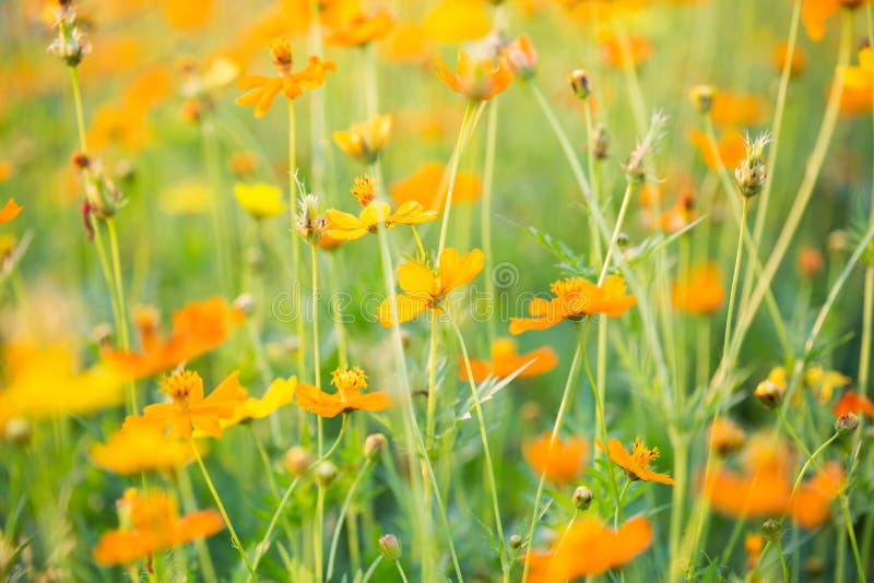 Essential and Flower Background Stock Image - Image of blog, layout ...