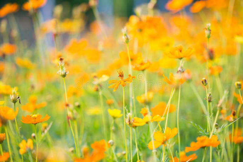 Essential and Flower Background Stock Image - Image of blog, layout ...