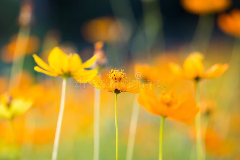 Essential and Flower Background Stock Photo - Image of flower ...
