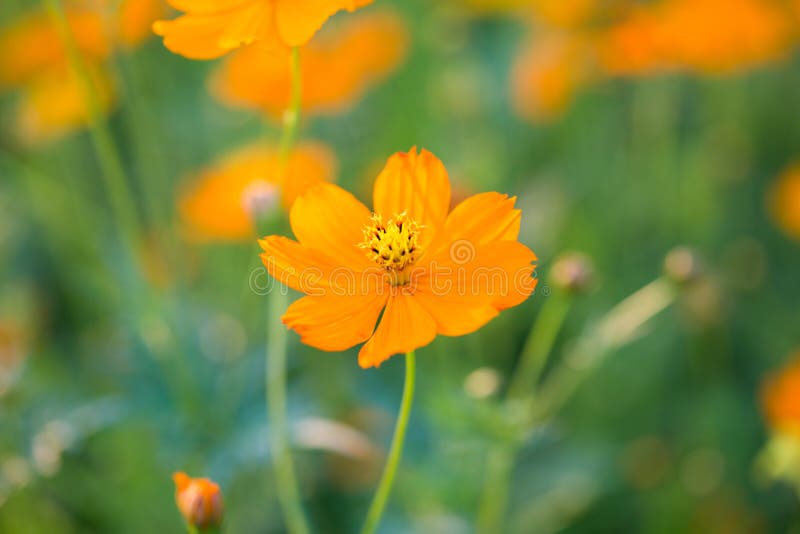 Essential and Flower Background Stock Image - Image of essential ...