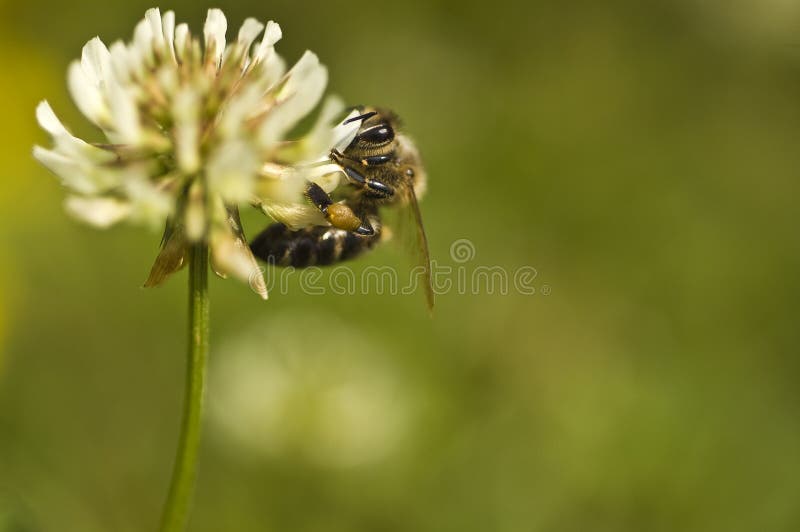 Bea foto de archivo. Imagen de blanco, bebida, animal - 10043342