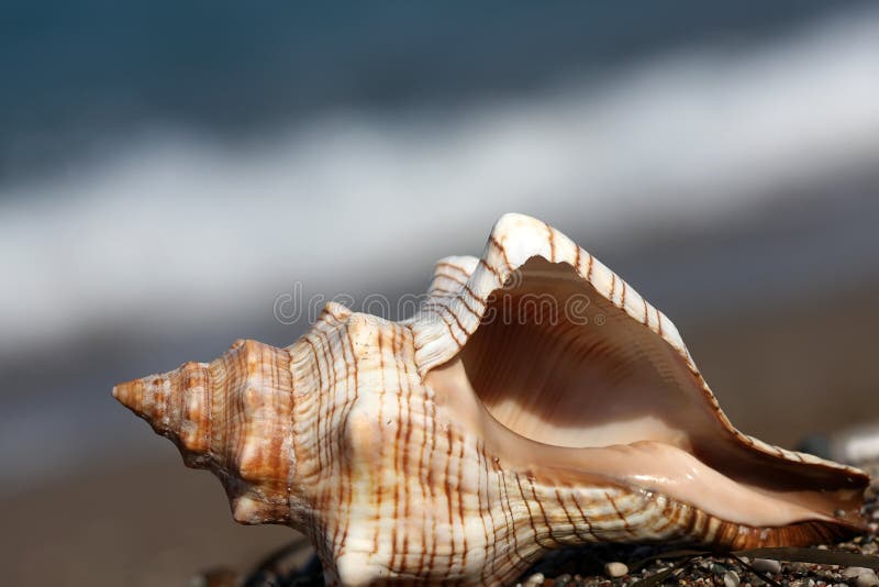 Beach stock photo. Image of mollusc, outdoor, empty, seashell - 11530324