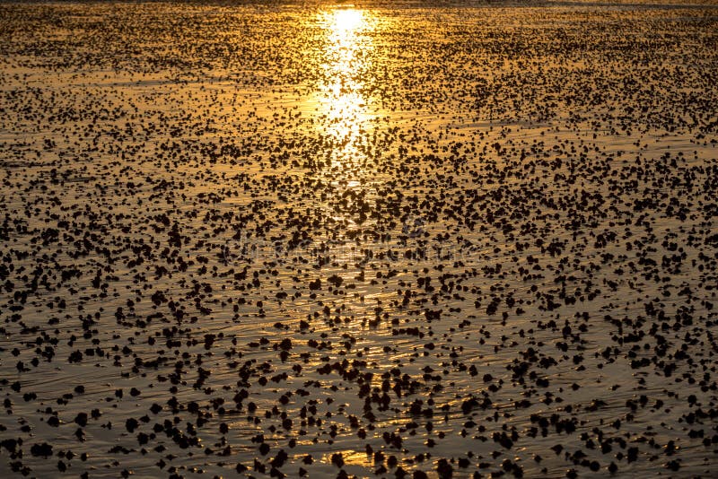 Beach Abstract, Wet Sand Reflecting Sunlight during Sunset Stock Photo ...
