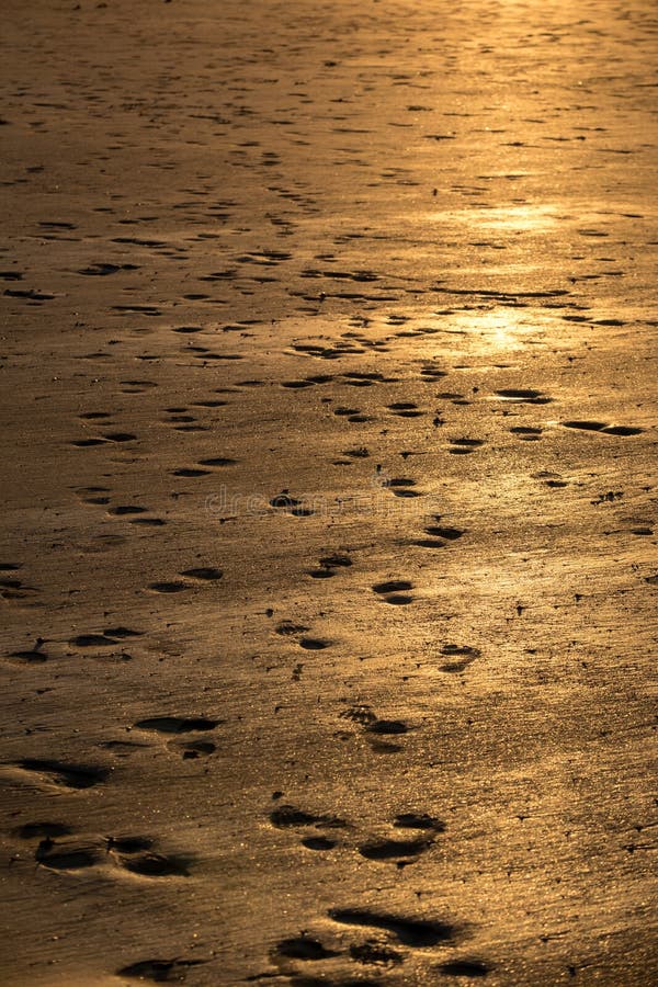 Beach Abstract, Wet Sand Reflecting Sunlight during Sunset. Stock Image ...