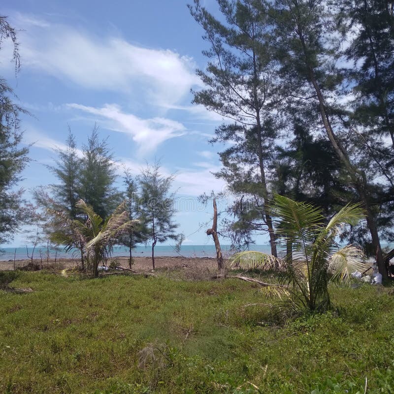 The beach accompanies stock image. Image of nature, branch - 373198025