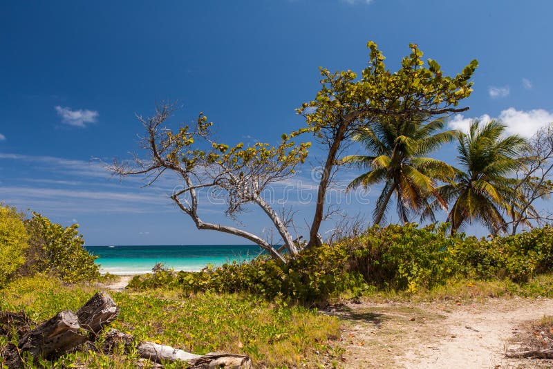 Beach of Anse Trabaud, Martinique Stock Photo - Image of caribbean ...