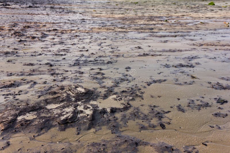 Coastal Areas are Filled with Mud and Muddy Soil Lichen Stock Image ...