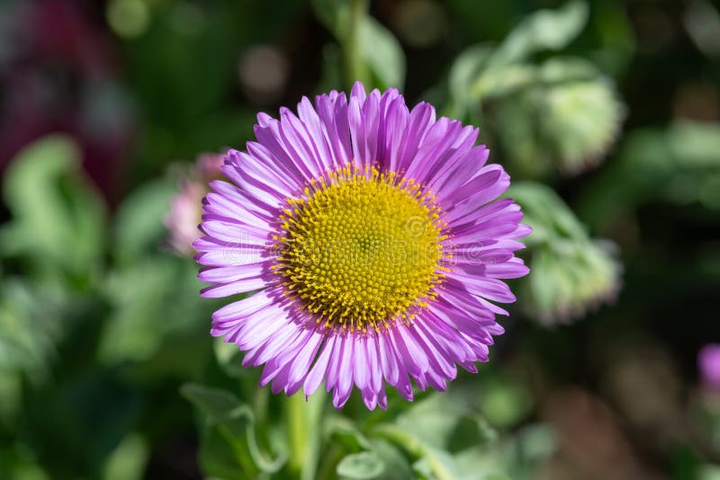 Beach Aster (erigeron Glaucus) Flower Stock Photo - Image of freshness ...