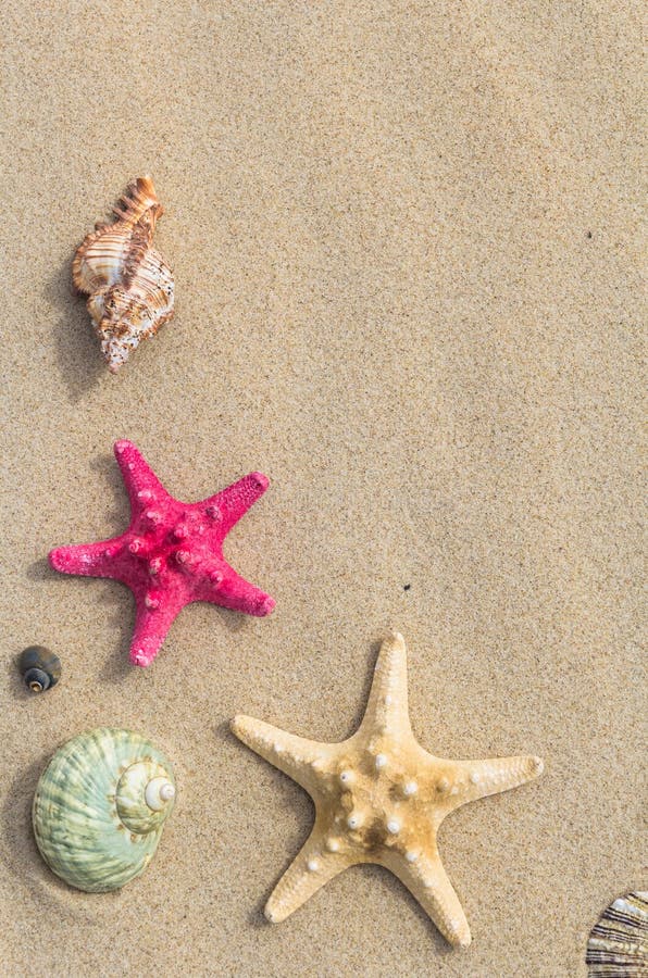 Beach Background Top View Sea Shells Stars Stock Photo - Image of ...