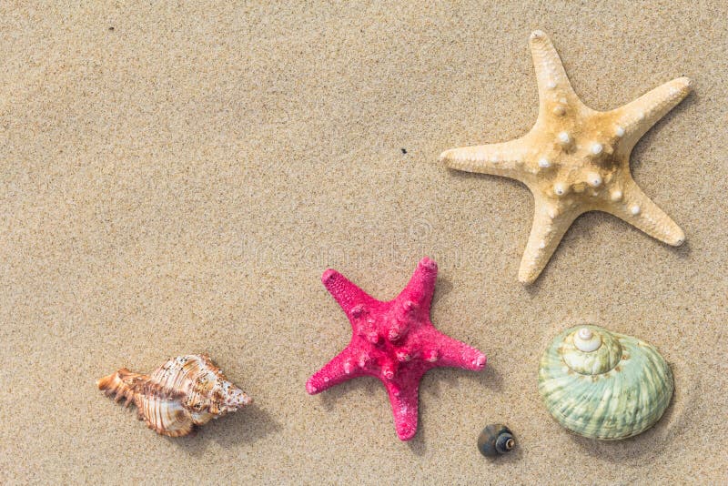 Beach Background Top View Sea Shells Stars Stock Image - Image of ...