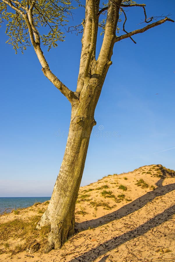 Beach of the Baltic Sea with Dunes and Tree Stock Photo - Image of ...