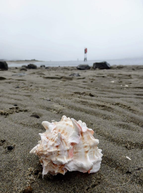 Beach Beauty stock image. Image of sand, beauty, shell - 132203549