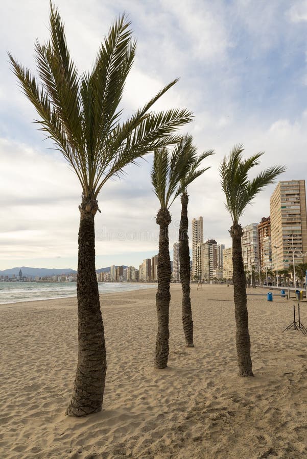 Beach Benidorm stock image. Image of tree, spain, mediterranean - 53531607