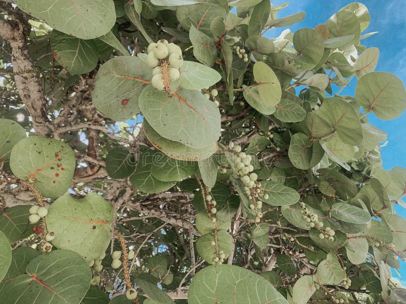 Beach Berries stock image. Image of green, tree, beach - 155157129