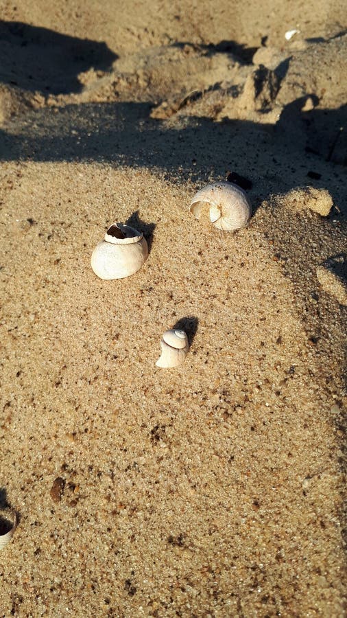 Beach by the big river. stock image. Image of floor - 219263261