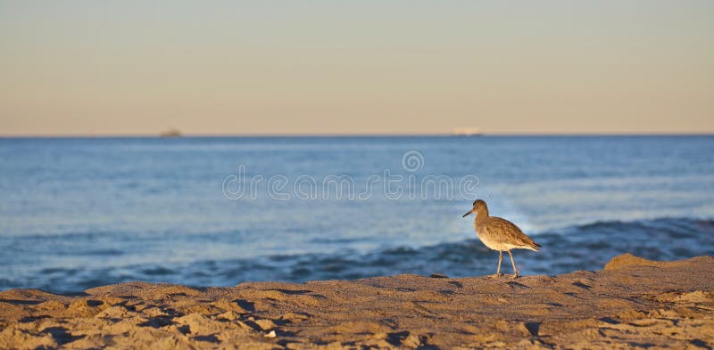 Beach bird stock photo. Image of beach, sand, bird, ocean - 62859828