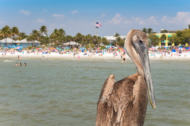 Beach Bird stock photo. Image of seashore, beachn, watching - 65216006