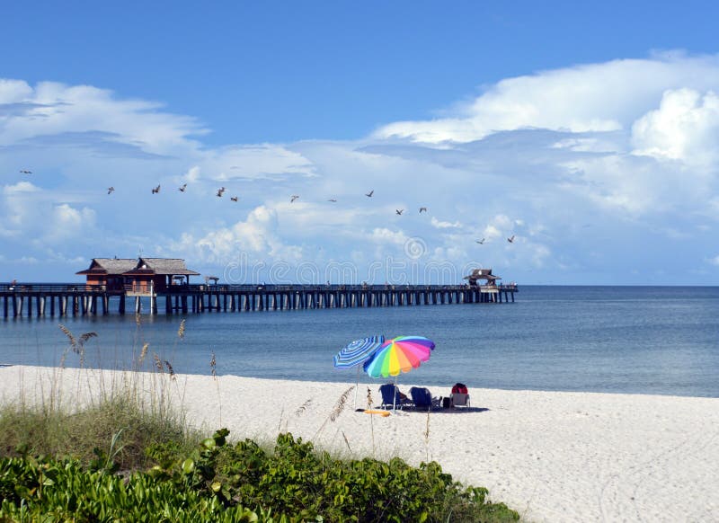 Beach bird watching stock image. Image of beach, mangroves - 45281551