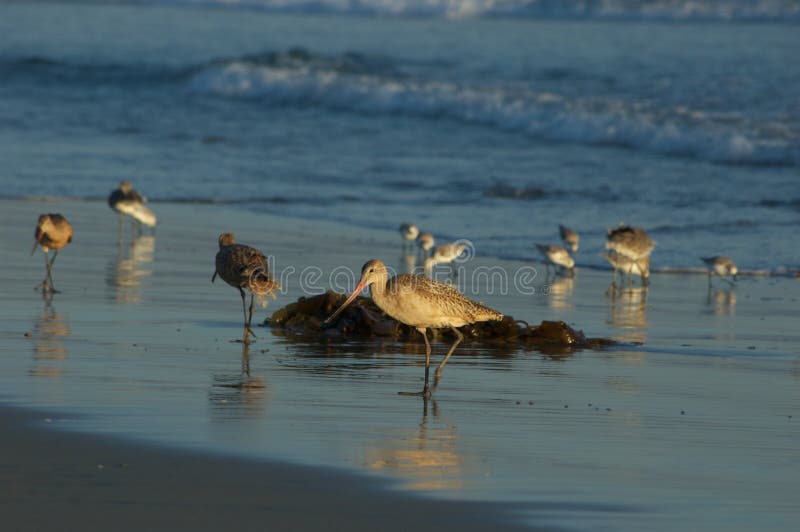 Beach birds stock image. Image of reflection, fauna, birds - 28354581