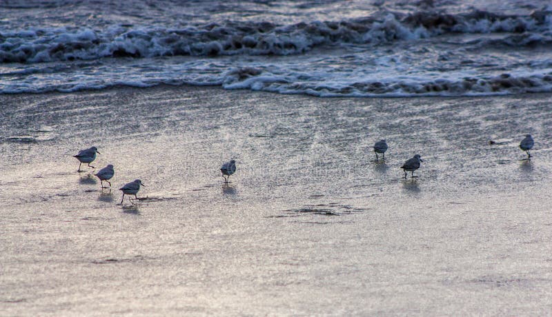 Beach Birds stock photo. Image of learning, lifeswealthdevgru - 81286128