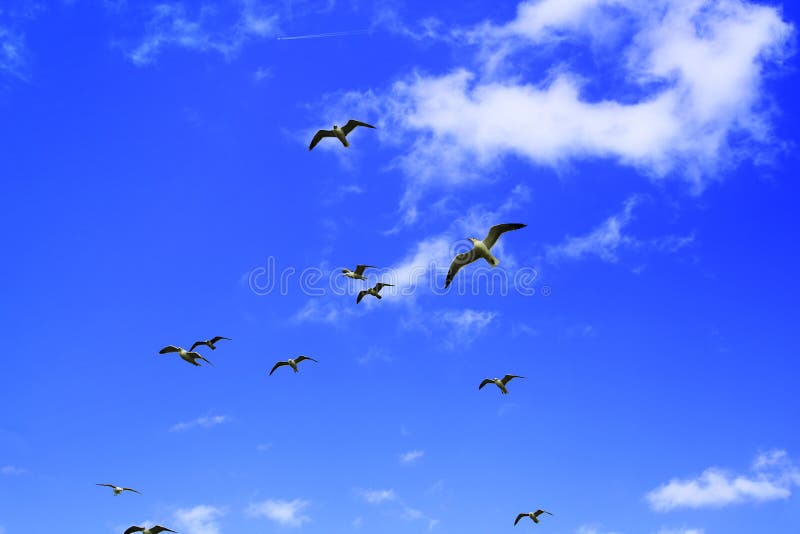 Beach Birds Flying stock image. Image of sunny, travel - 3706875