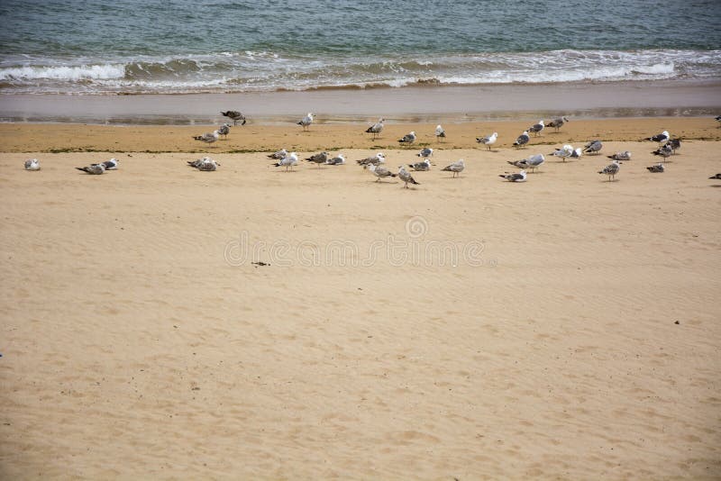 Beach and birds stock photo. Image of waves, beach, animals - 78077608