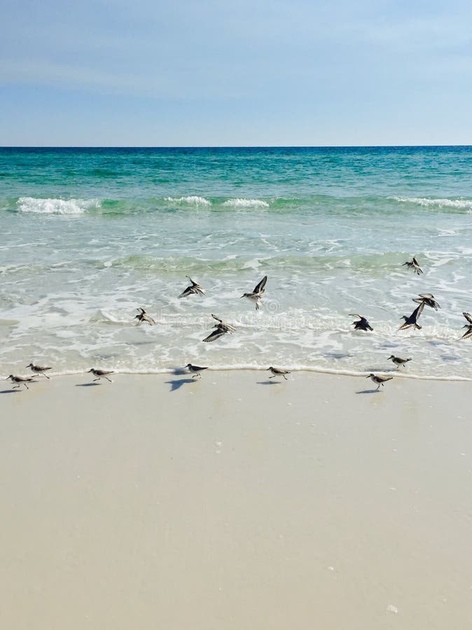 Birds on the Beach stock image. Image of clear, gulf - 51129643