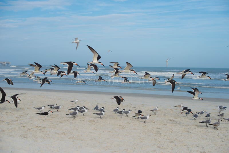 Beach and birds stock photo. Image of freedom, amazing - 66323300
