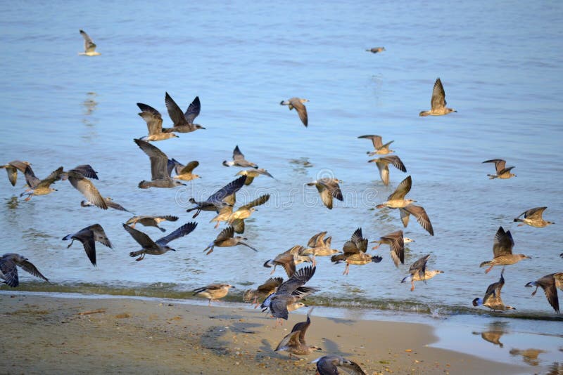 Beach birds stock photo. Image of water, serenity, gulf - 68078140