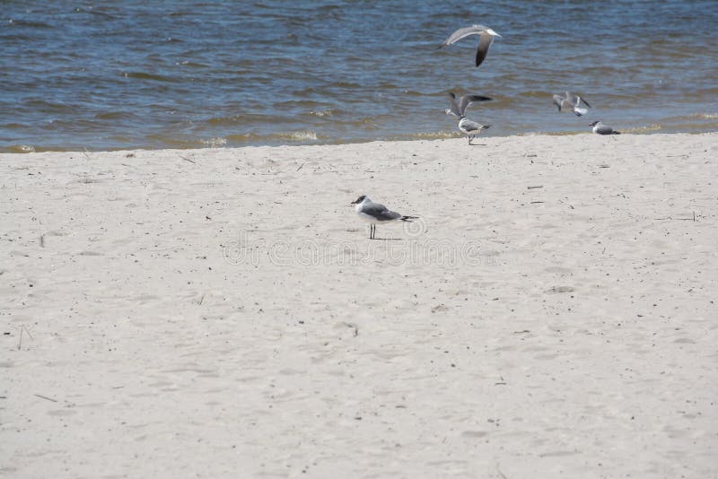 Beach Birds. stock image. Image of biloxi, scavenger - 85459267