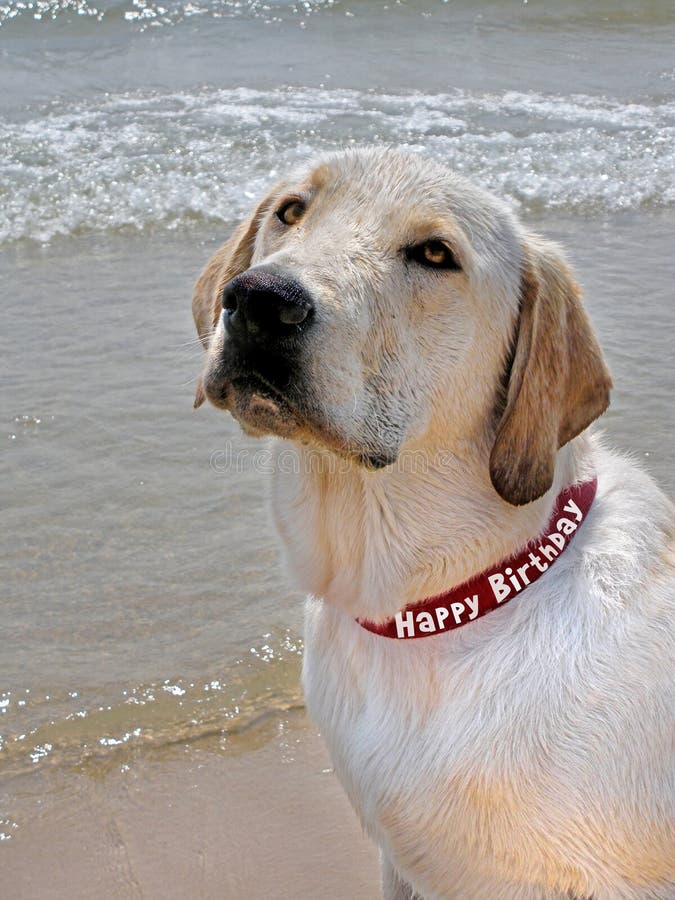 Labrador Retriever with Birthday Collar Stock Image - Image of colorful ...
