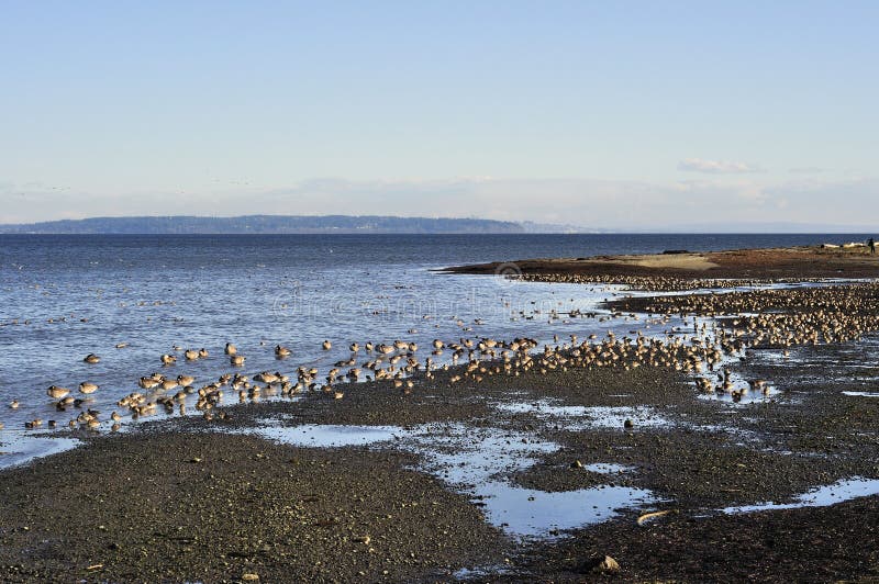Beach of Boundary Bay Regional Park Stock Image - Image of gather, wind ...