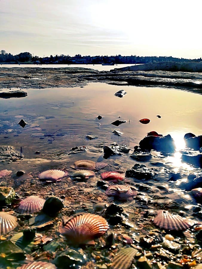 Beach stock photo. Image of bunch, colours, beach, shells - 104500142
