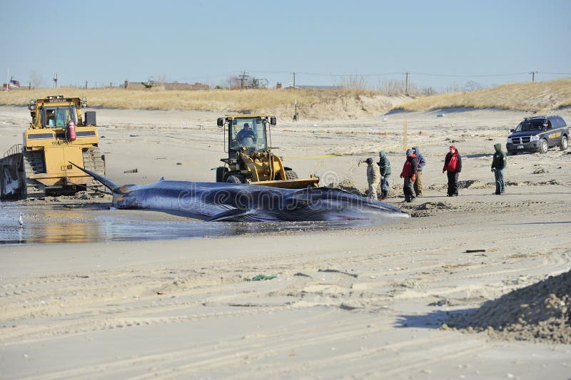 Beach Burial for the Dead Whale at Breeze Point Editorial Photography ...