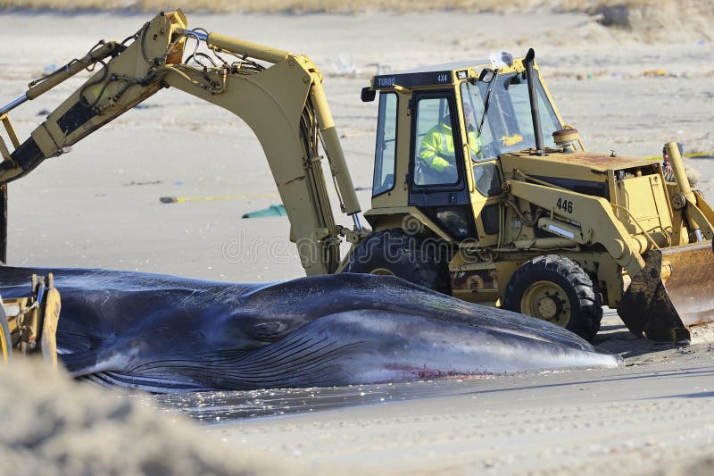 Beach Burial for the Dead Whale at Breeze Point Editorial Stock Image ...