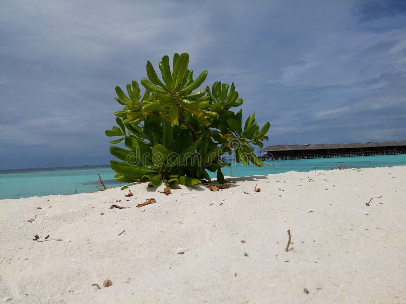 Beach stock photo. Image of bungalow, sand, leaves, ocean - 43705644