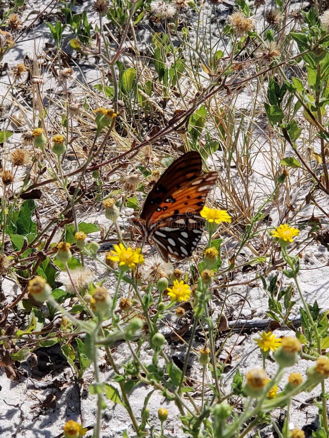 Beach butterfly stock image. Image of yellow, monarch - 162702671