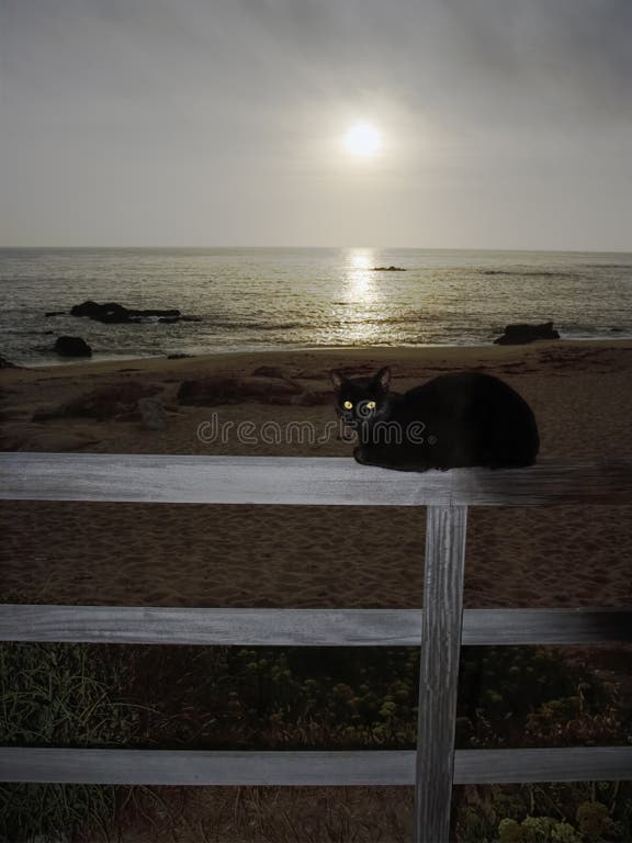 Beach cat at sunset stock image. Image of fluffy, water - 290721405