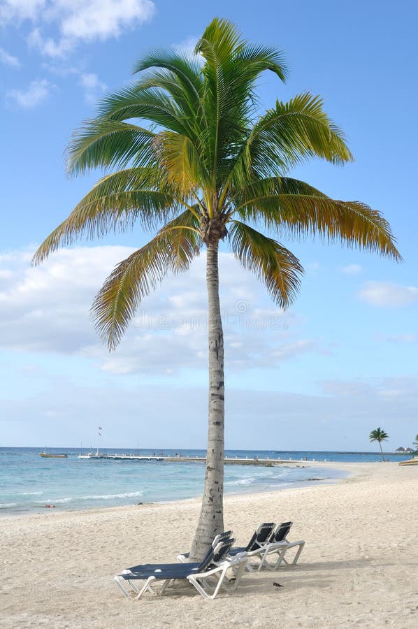 Beach Chairs Under Palm Tree on Tropical Beach Stock Image - Image of ...